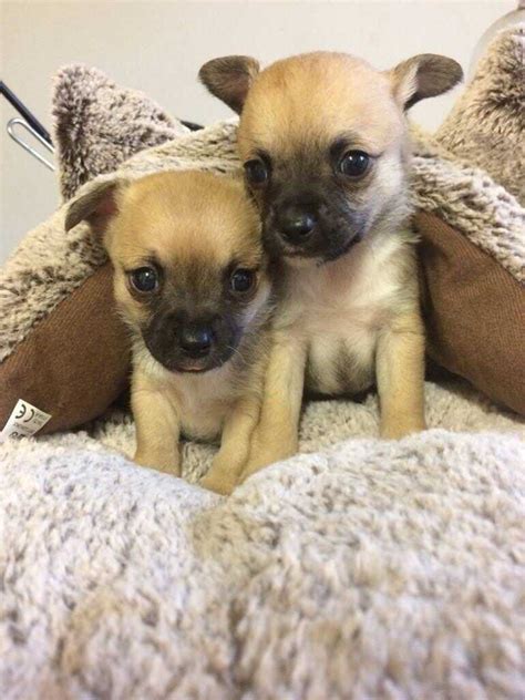Chihuahua Puppies For Sale In Liverpool City Centre Merseyside Gumtree