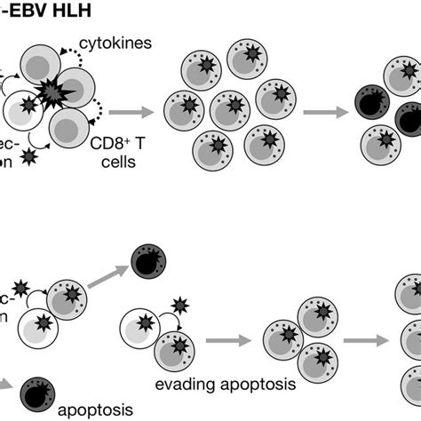 Fate Of Ebv⁺ Tnk Cells In Primary Ebv Hlh And Caebv A Primary Ebv
