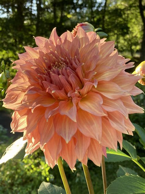 Dahlia Summer Rain — Dahlia Obsession