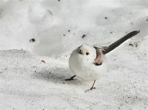 エナガ 亜種シマエナガ 2024 04 08 日本の野鳥識別図鑑
