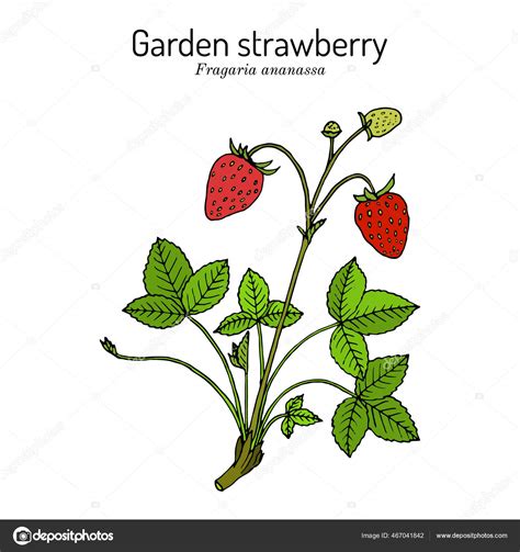 Garden Strawberry Fragaria Ananassa Plant Stock Vector By ©foxyliam