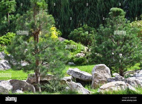 Combining Various Coniferous Trees And Stones To Create The Landscape