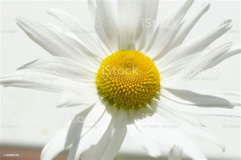 카모마일 클로즈업 꽃의 노란 핵심 옆에 아름 다운 흰색 꽃잎입니다 카모마일의 매크로 사진 큰 카모마일의 노란색 코어 0명에 대한