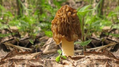 Тест для грибников за 10 дней до весны Сможете узнать все лесные грибы которые увидите на