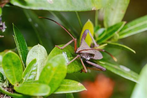 Giant Leaf Footed Triatomine Kissing Bug Macro Photography Premium