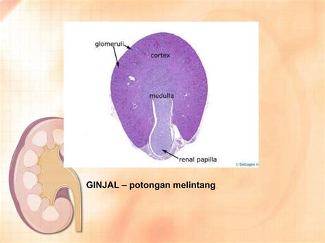 Histologi Sistem Urinaria Dan Fungsi Ginjal Ppt