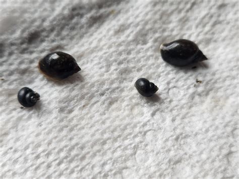 Bladder Or Mystery Snail Raquaticsnails