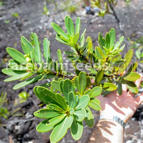 Xanthostemon Aurantiacus Red And Yellow Yellow Xanthostemon Buy Seeds At