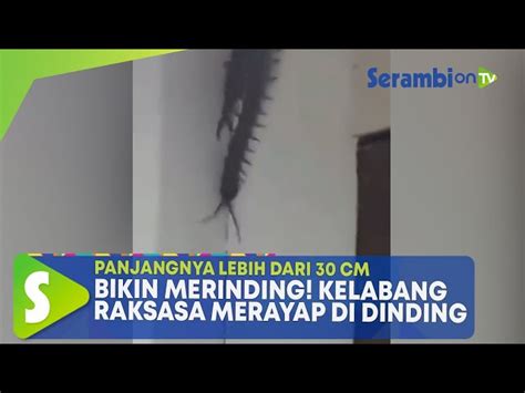 Lipan Raksasa