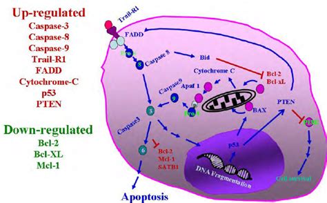 A Schematic Presentation Of Extrinsic And Intrinsic Pathways Of
