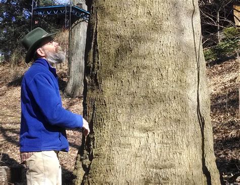 Central Pennsylvania Forestry Identifying Tree Of Heaven And Native Look Alikes