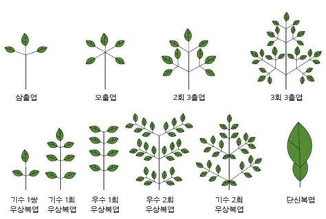 인위적피해 2 2 형태학적 수종 식별