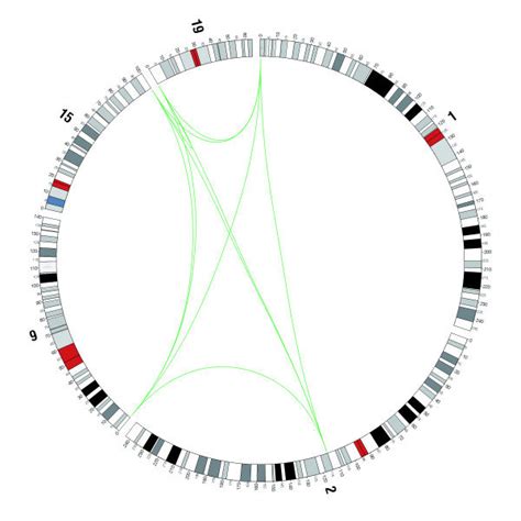relationship between segmental duplication pairs in the human genome