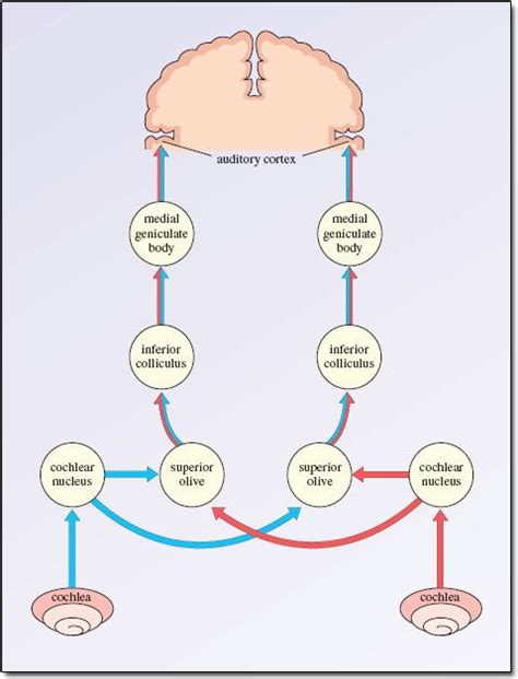 183 Best Auditory System Images On Pinterest Cranial Nerves Medical