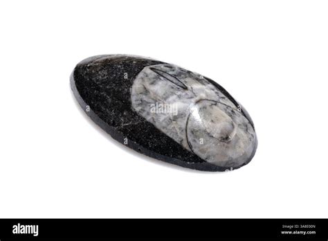 Authentic Natural Trilobite Fossil Embedded In Polished Oval Shaped Stone Isolated On White