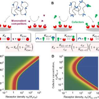 Determinants Of Superselective Binding II Probe Size Radius Of