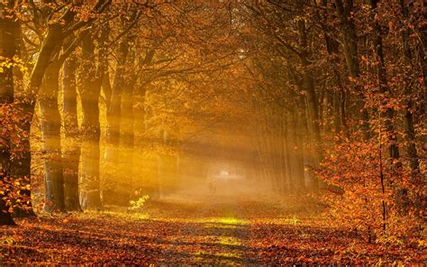 Fond d écran lumière du soleil des arbres paysage forêt tomber