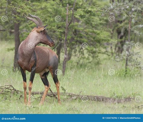 Tsessebe Damaliscus Lunatus Lunatus Antelope Looking Right Stock