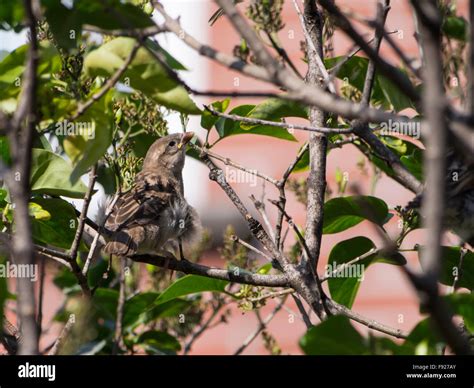 Sparrow In A Tree Stock Photo Alamy