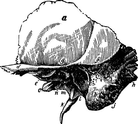 The Squamous Portion Of The Temporal Bone Vintage Illustration