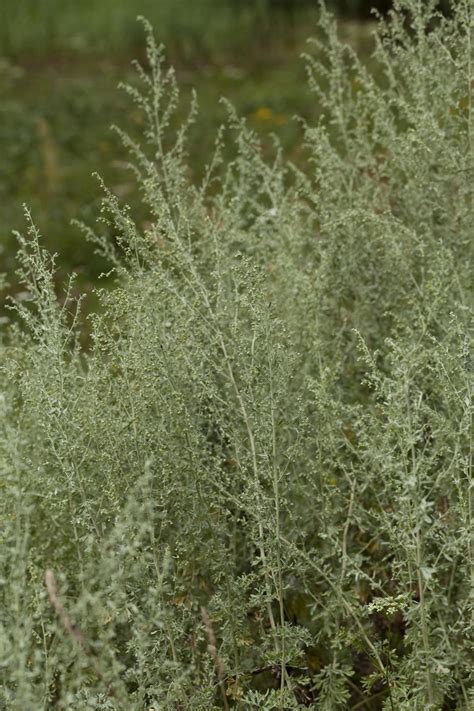 黄花蒿木立枝图片 包图网企业站