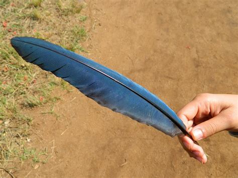 Blue Heron Feather Blue Heron Heron Crow Feather