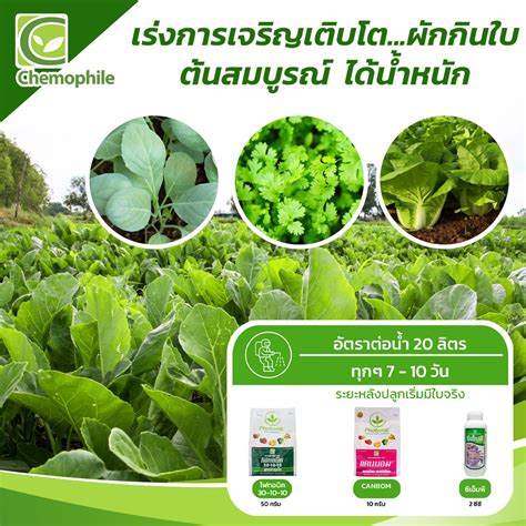 เมื่อผักเริ่มมีใบจริง บริษัท เคโมฟายล์ จำกัด