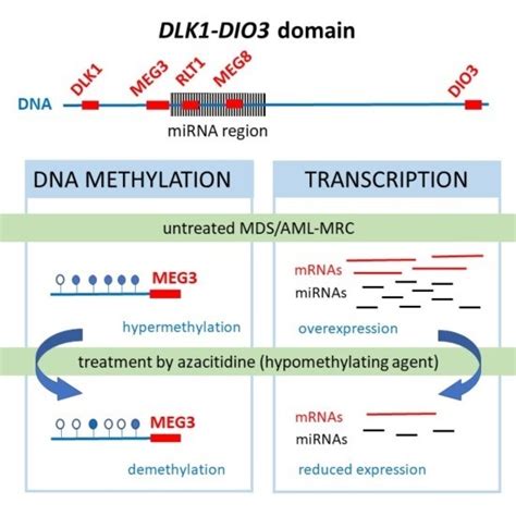 Cells Free Full Text Relationship Between Altered Mirna Expression