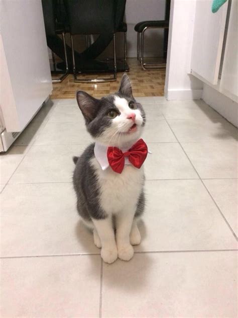 Im A Simple Man I Enjoy Cats And I Enjoy Bow Ties And I Especially
