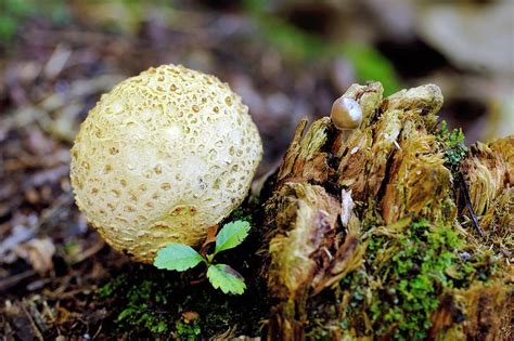 Scleroderma Citrinum Mushroom Photograph By Bildagentur Onlinemcphoto