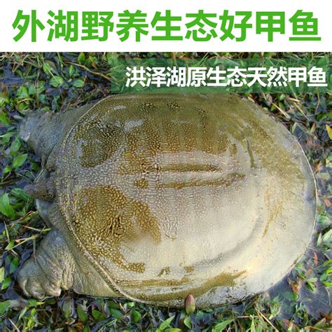 洪泽湖外塘放养鲜活甲鱼团鱼水鱼王八中华鳖4 5年25斤大甲鱼活体虎窝淘