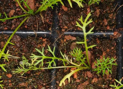 Lawn Pyrethrum Turfing Daisy Israeli Biodiversity Risk Assessments