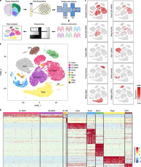 ScRNA Seq Reveals Major Cell Populations In The NAc A Workflow Of Download Scientific Diagram