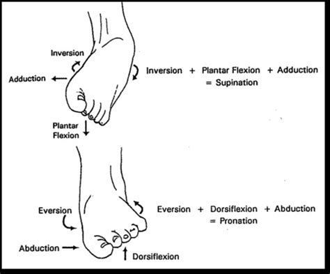 Plantar Flexion And Dorsiflexion