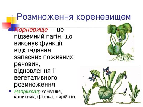 Видозміни пагонів рослин — будова функції приклади