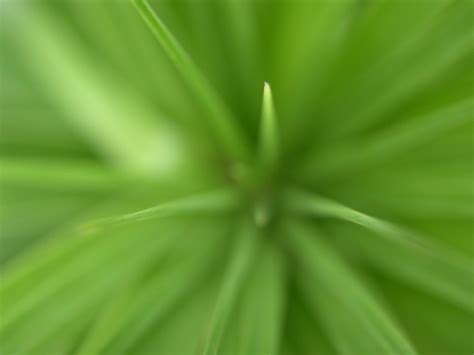 Free Images Tree Sunlight Leaf Flower Petal Green Botany Flora