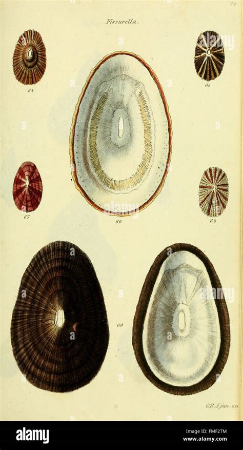 This Illustrated Work Showcases Previously Unillustrated Marine Shells