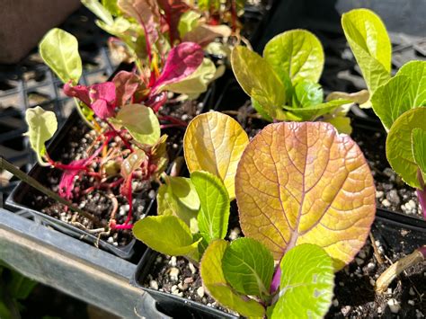 Catalog — Kauai Seascapes Nursery