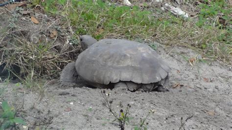 Gopher Tortoise On The Trail Gopher Tortoise On The Trail Flickr