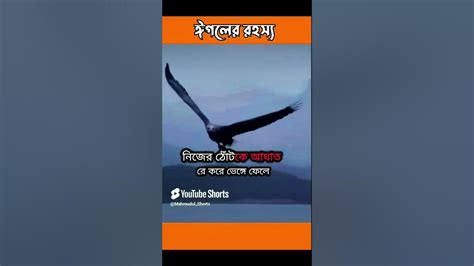 আজব ঈগল Youtube