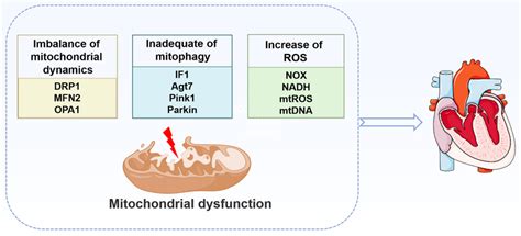 The Effects Of Mitochondrial Dysfunction On Cardiac Hypertrophy
