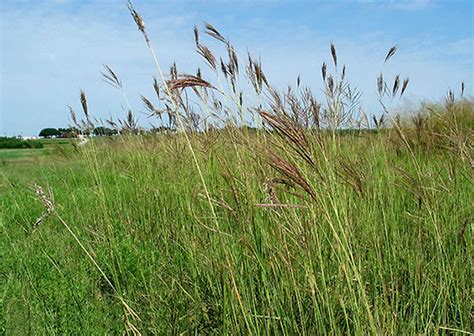 Savanna Plants
