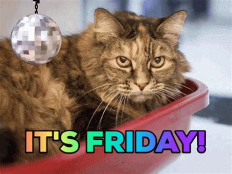 Friday Cat S