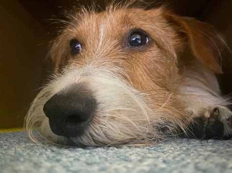 猫や犬「可愛い」だけじゃ終わらない！ 責任ある飼育も問うワイドショーがスタート 「犬や猫ともっと幸せに」をコンセプトにしたwebメディア