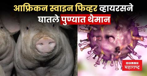 African Swine Fever Virus आफ्रिकन स्वाइन फिव्हर व्हायरसने घातले