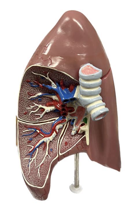 Right Lung Diagram Quizlet