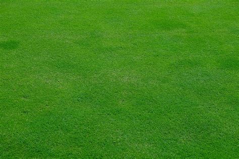 Green Grass Wallpaper For Iphone Stunning Lawn Images And Photos