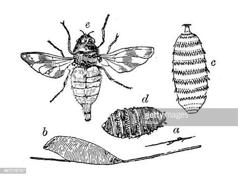 Human Bot Fly Range Map Human Bot Fly Range Map