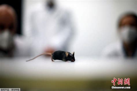 德国科学家治愈后肢瘫痪老鼠 使其恢复行走能力 搜狐大视野 搜狐新闻