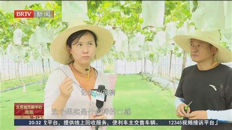 葡萄丰收“缀满枝” 致富路上“香满园”北京时间